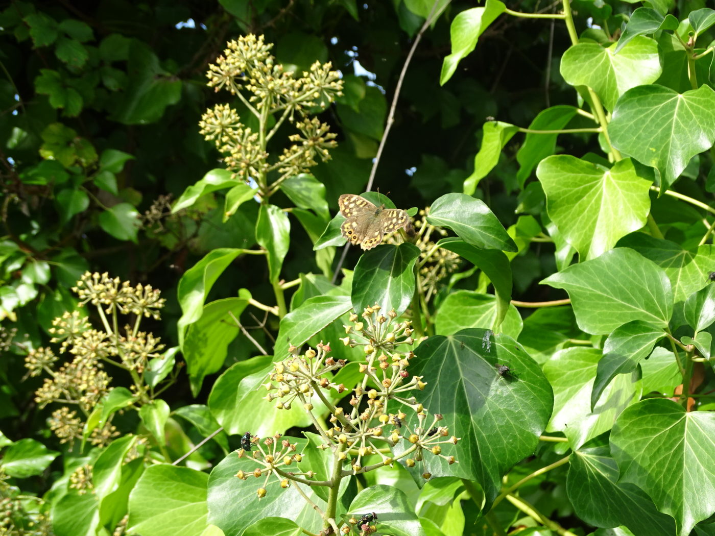 Fiches de plantes - Saint-Jean-de-Luz